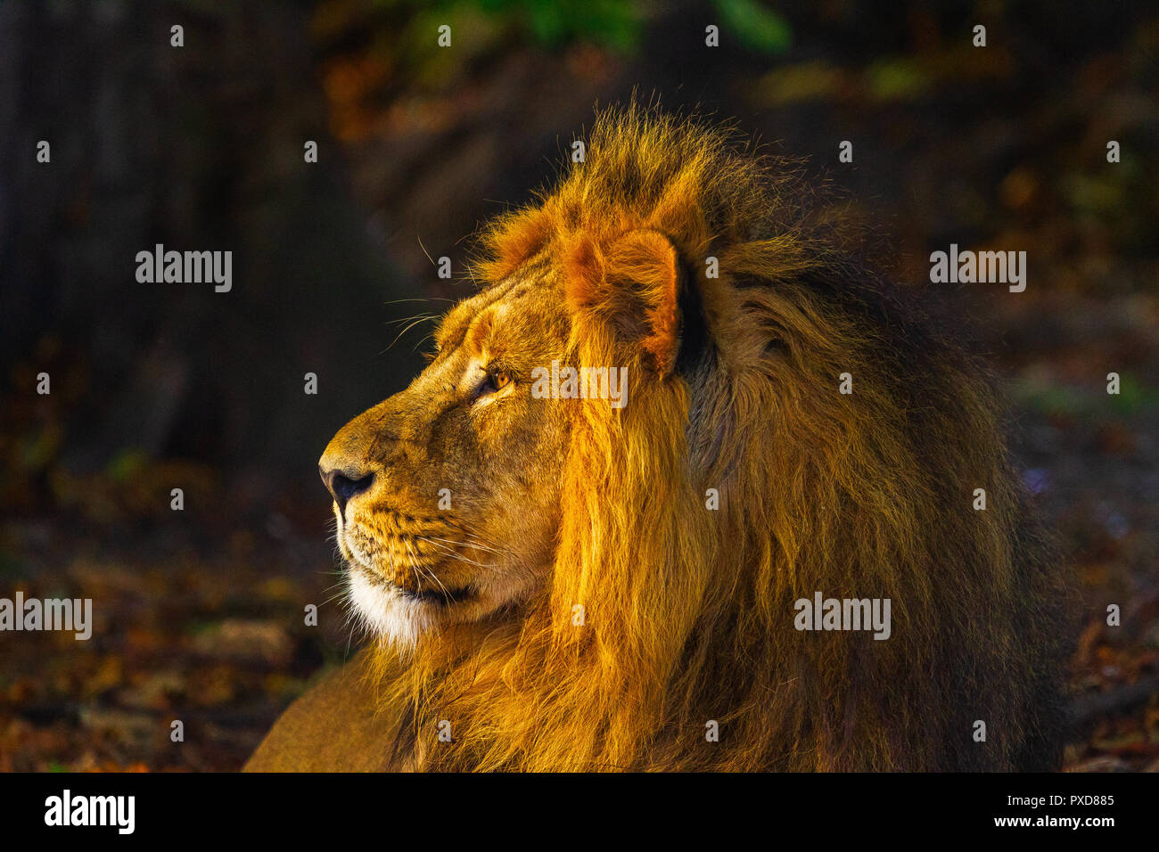 Asiatic lions chester zoo hi-res stock photography and images - Alamy