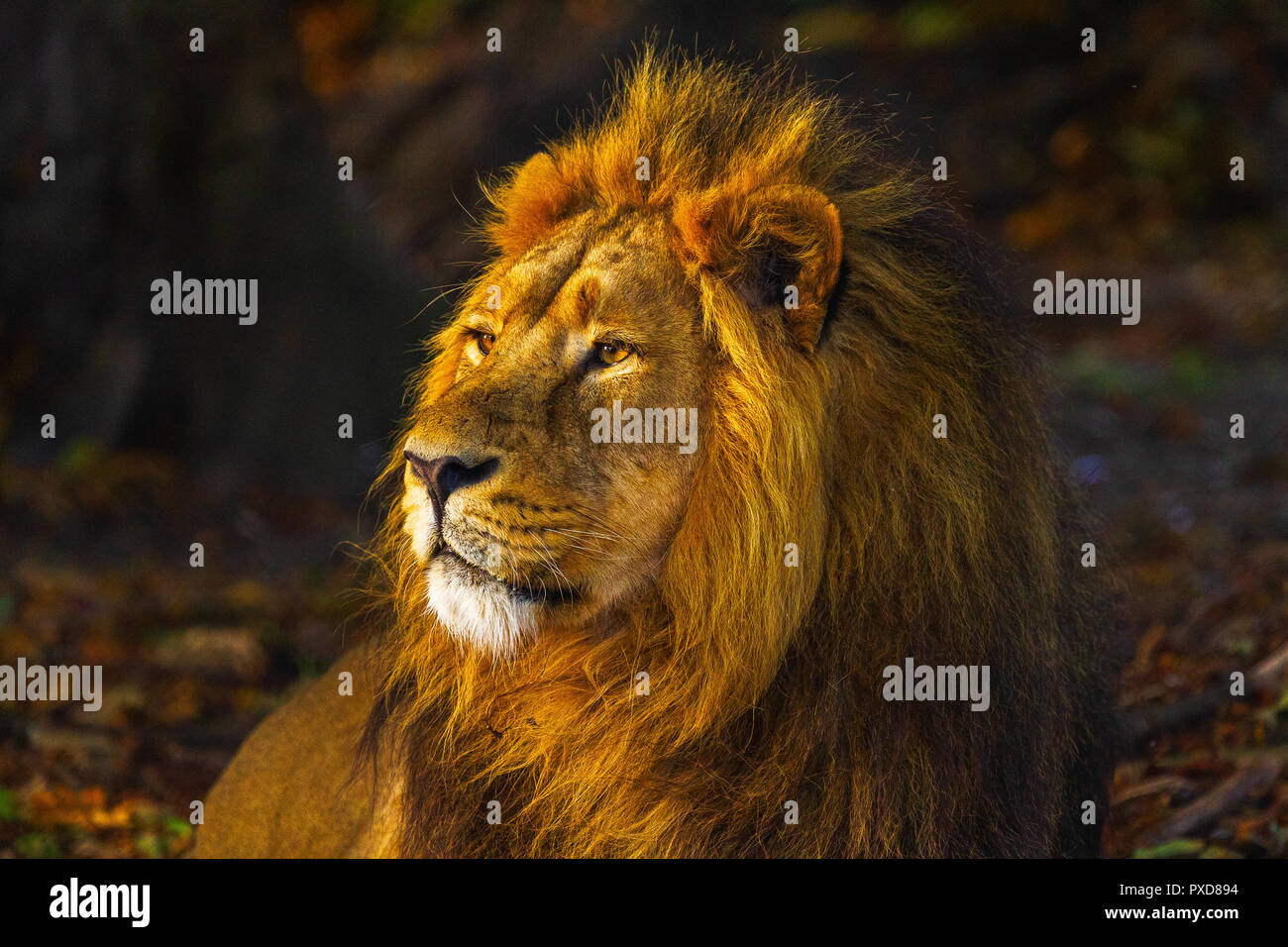 Asiatic lions chester zoo hi-res stock photography and images - Alamy