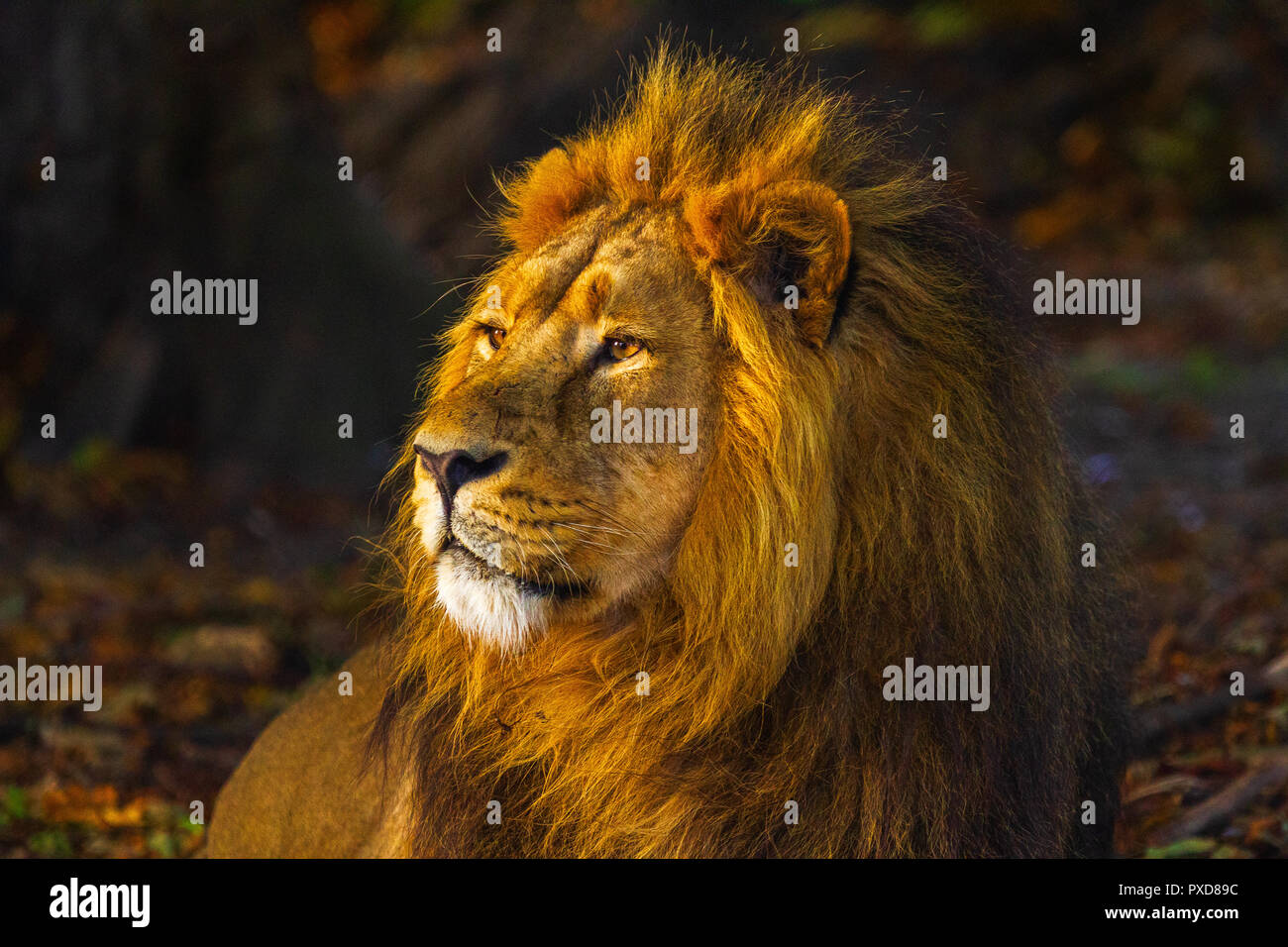 Asiatic lions chester zoo hi-res stock photography and images - Alamy
