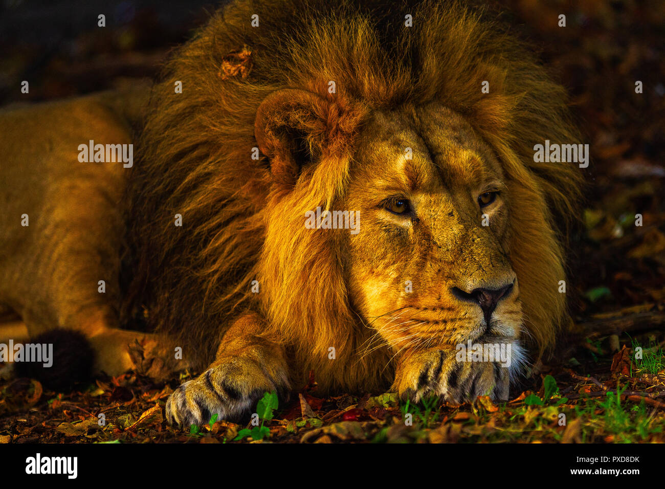 Asiatic lions chester zoo hi-res stock photography and images - Alamy