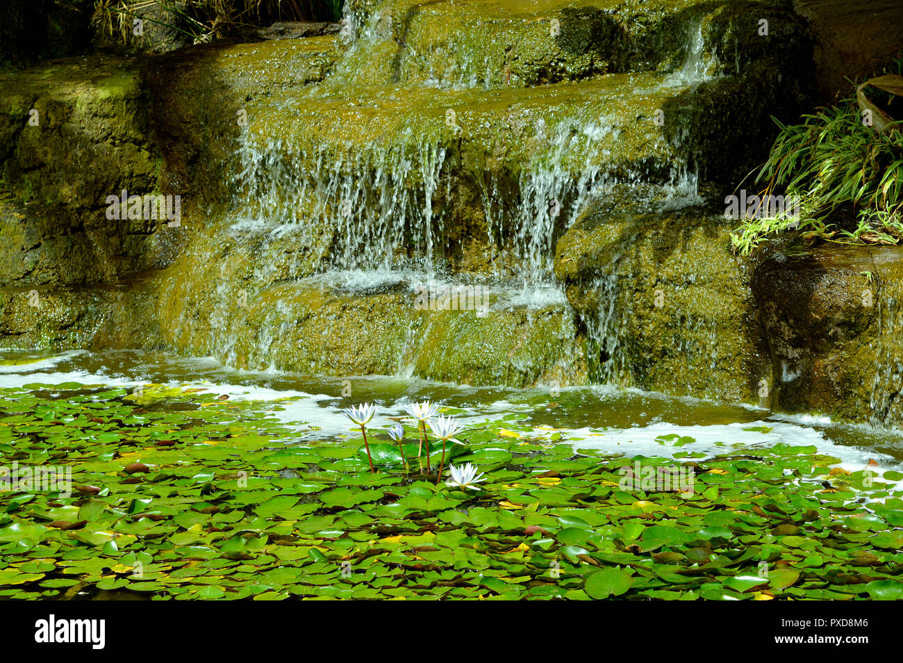 Tropical garden waterfall with blue lotus of the Nile water lily ...