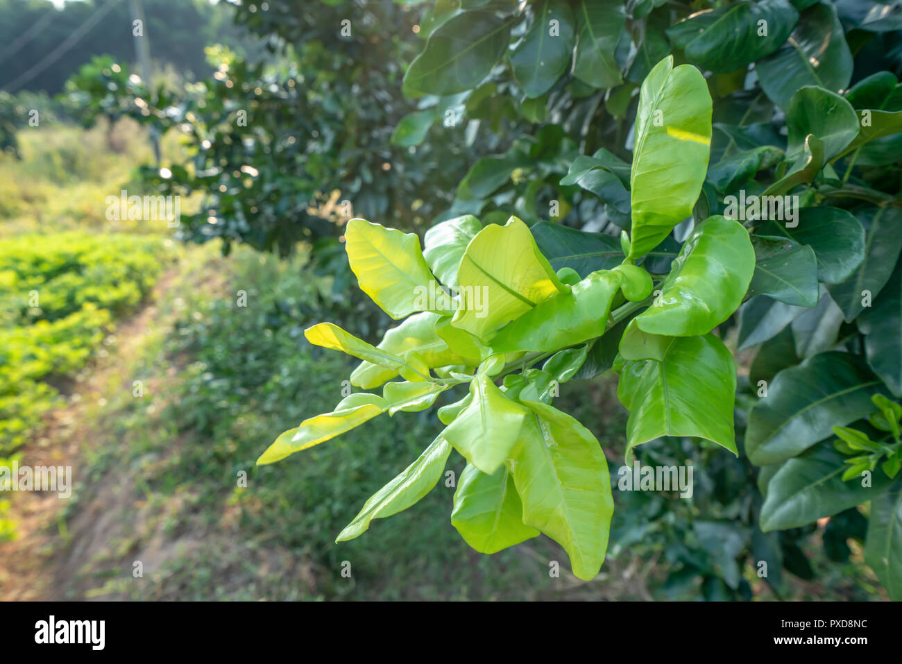 Grapefruit trees hi-res stock photography and images - Alamy