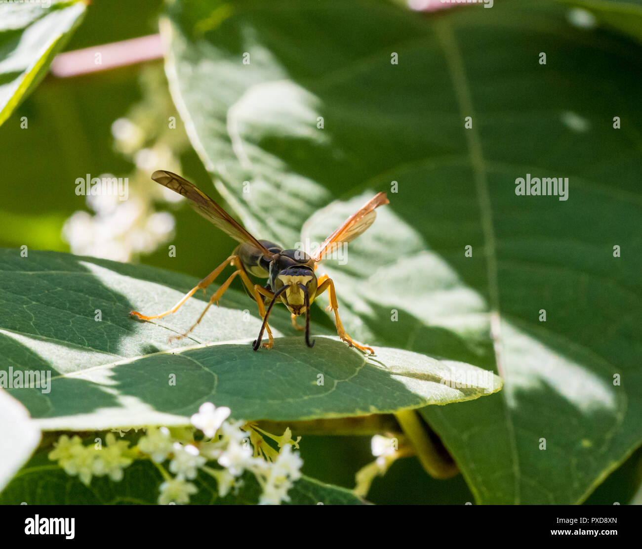 Wasp looking camera hi-res stock photography and images - Alamy