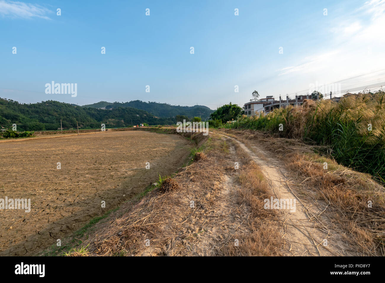 Open paddy fields after harvest Stock Photo - Alamy
