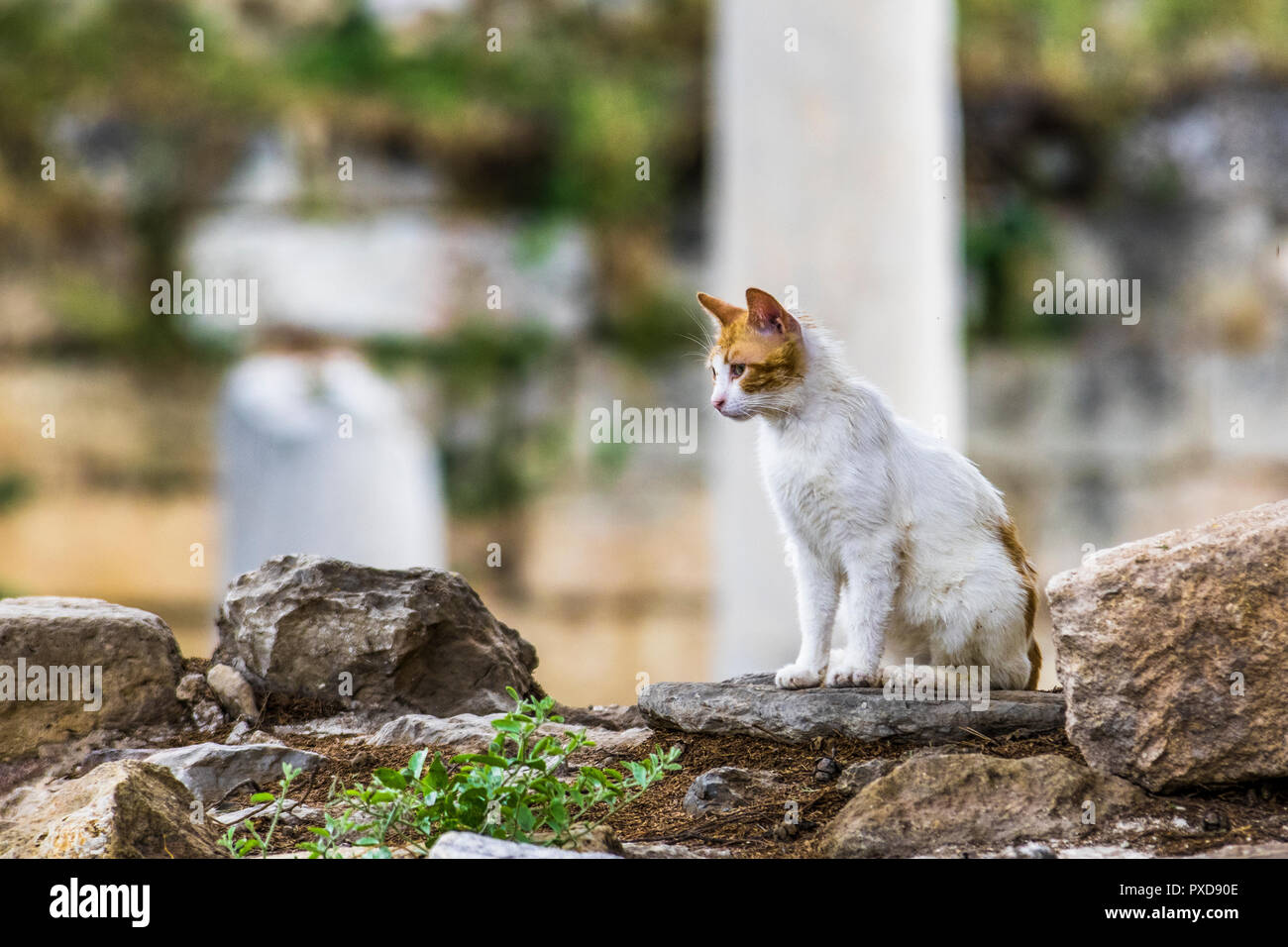 Acropolis cat hi-res stock photography and images - Alamy