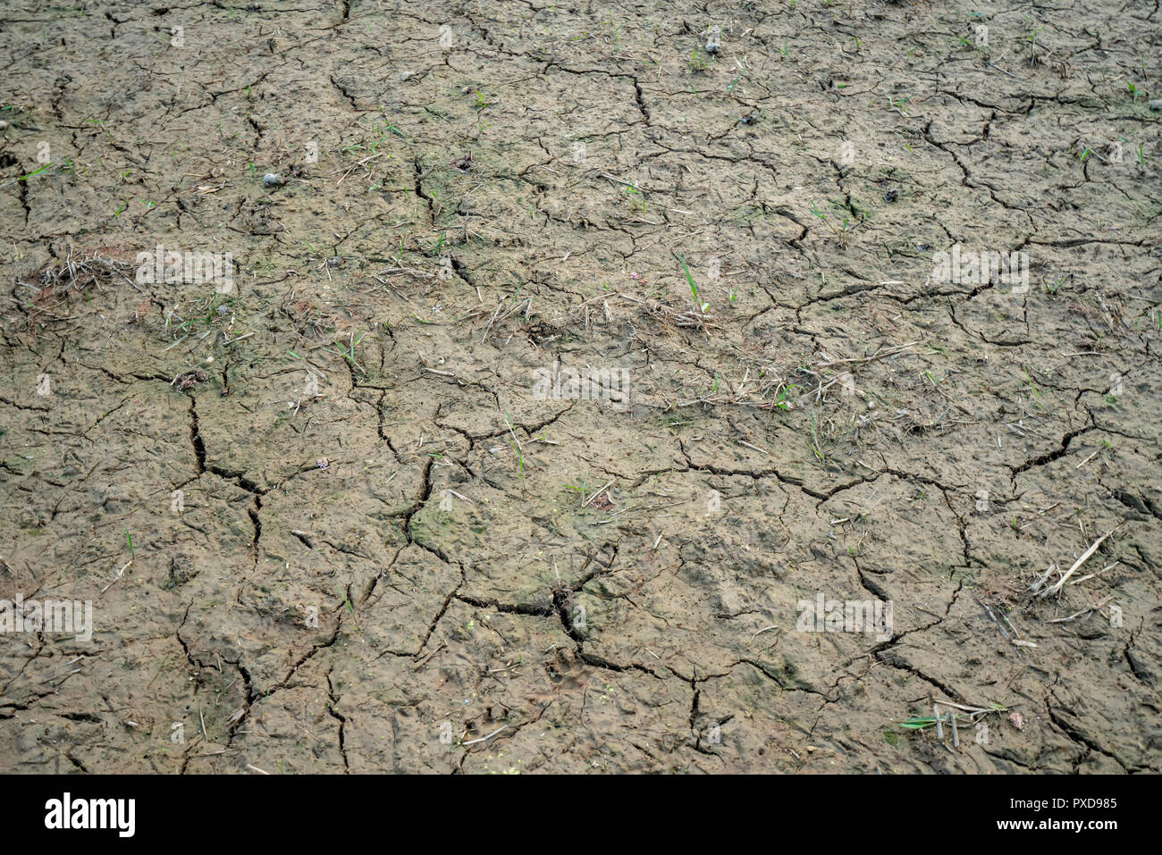 dry cracked earth Stock Photo - Alamy