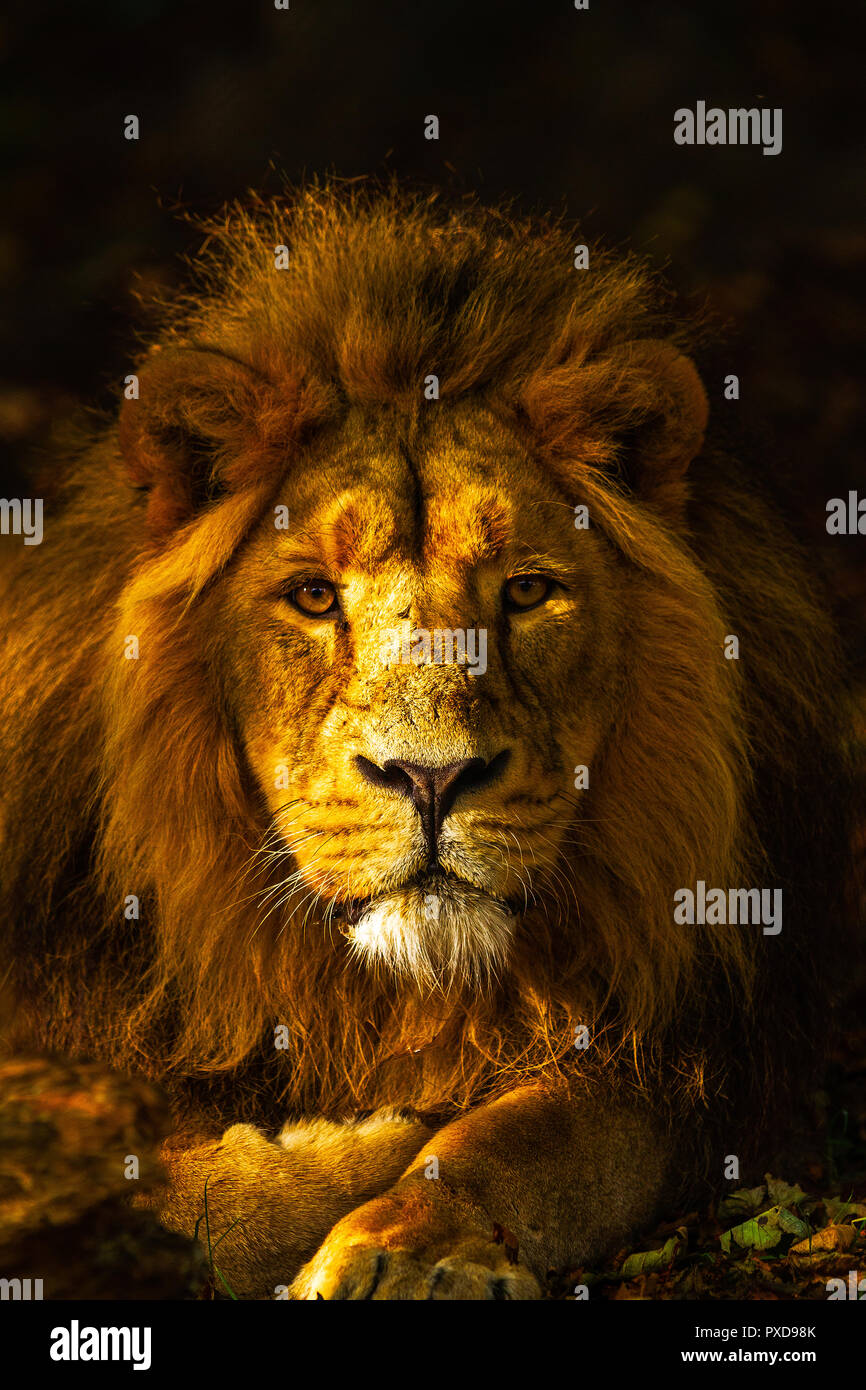 Asiatic lions chester zoo hi-res stock photography and images - Alamy