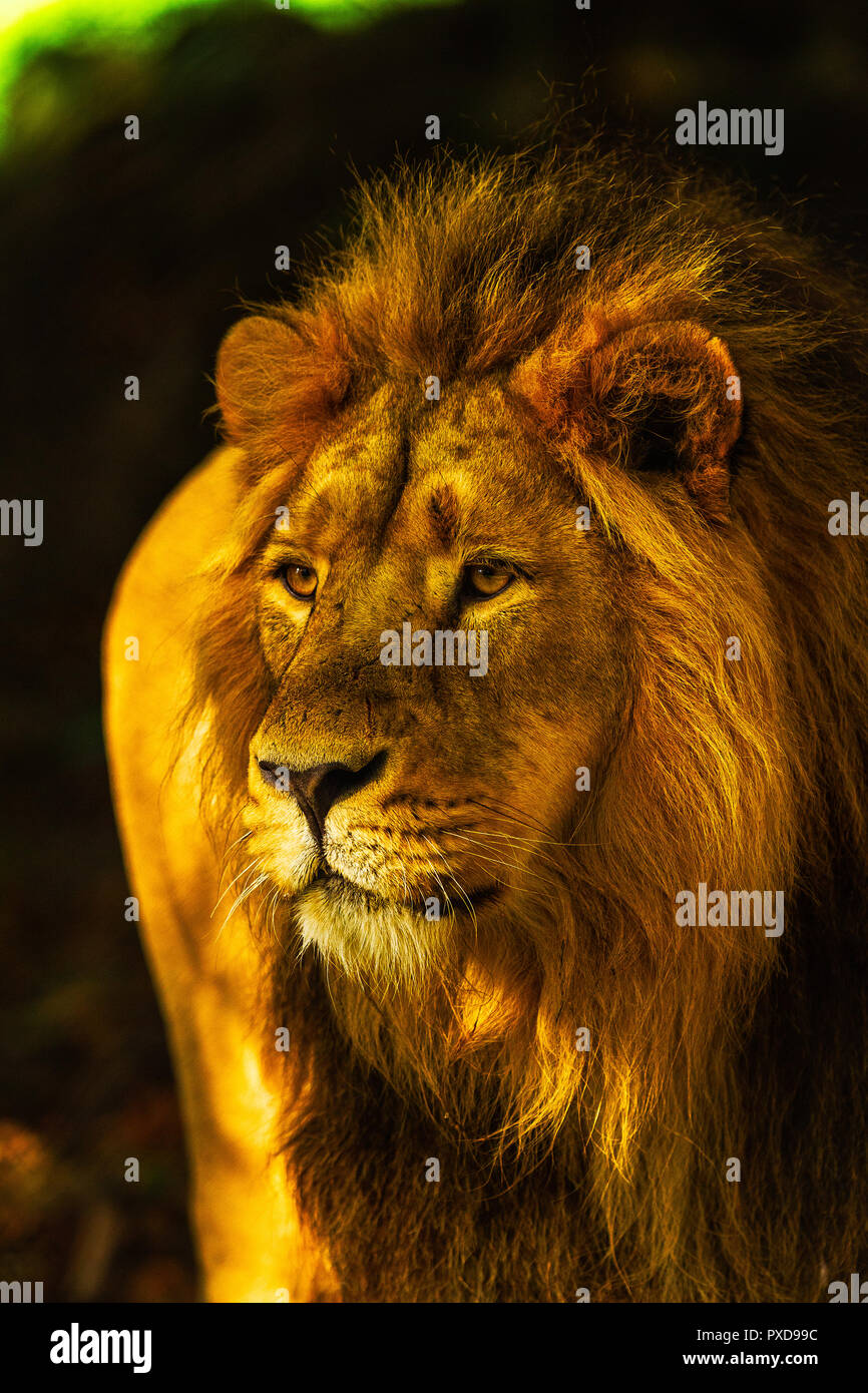 Asiatic lions chester zoo hi-res stock photography and images - Alamy