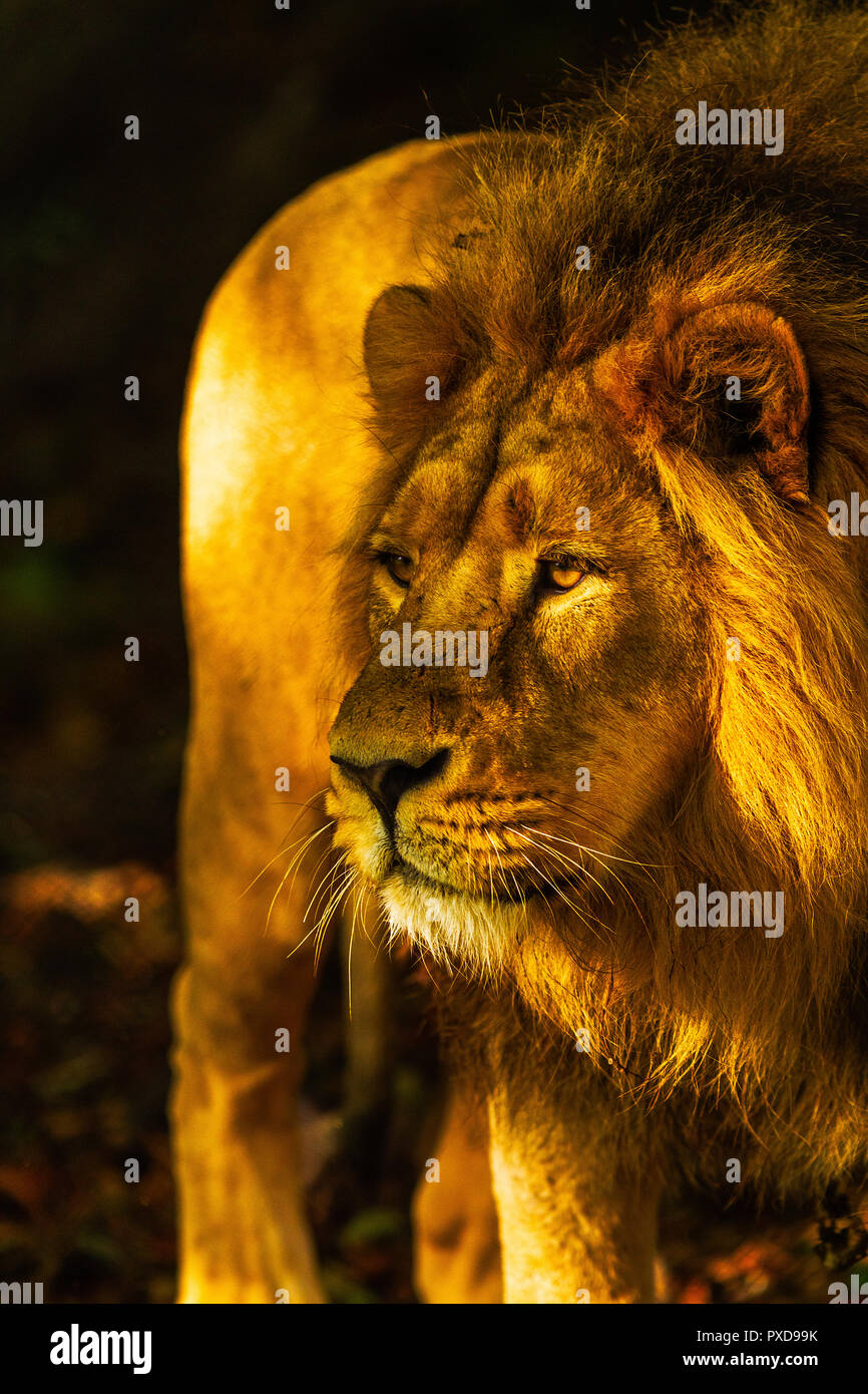 Asiatic lions chester zoo hi-res stock photography and images - Alamy