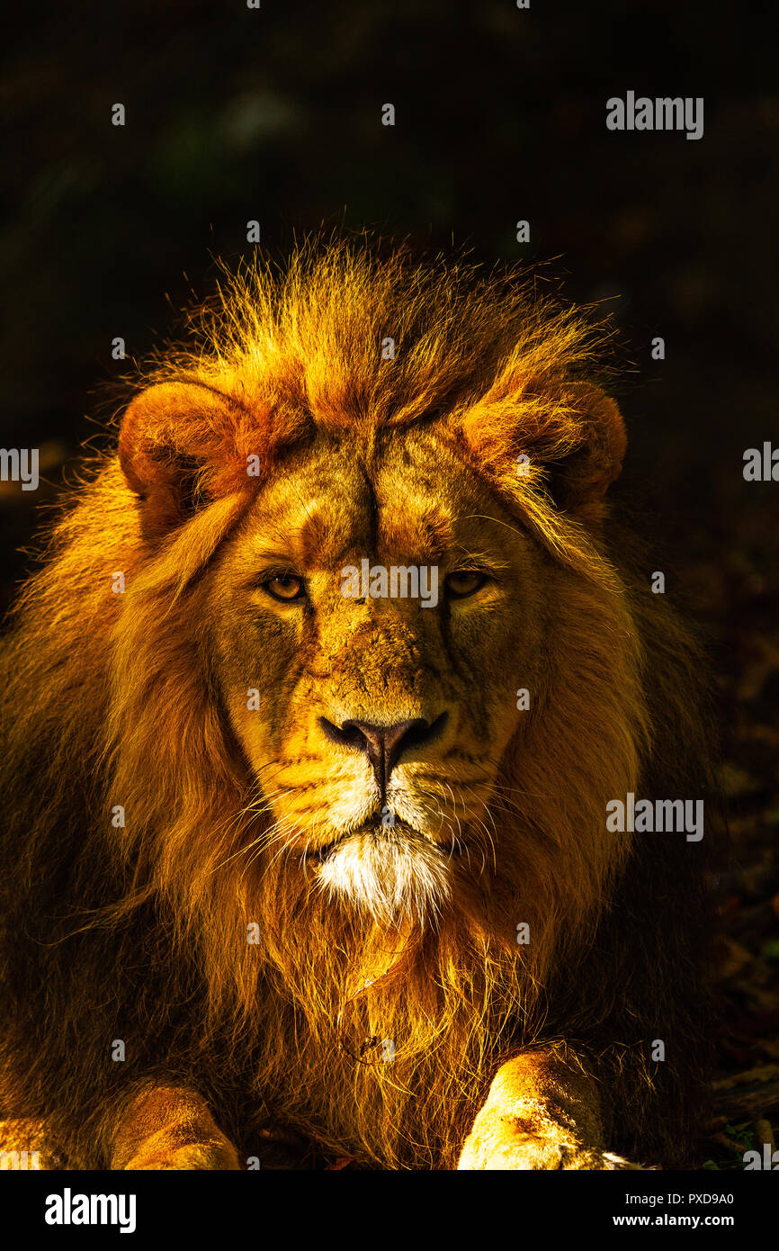 Asiatic lions chester zoo hi-res stock photography and images - Alamy