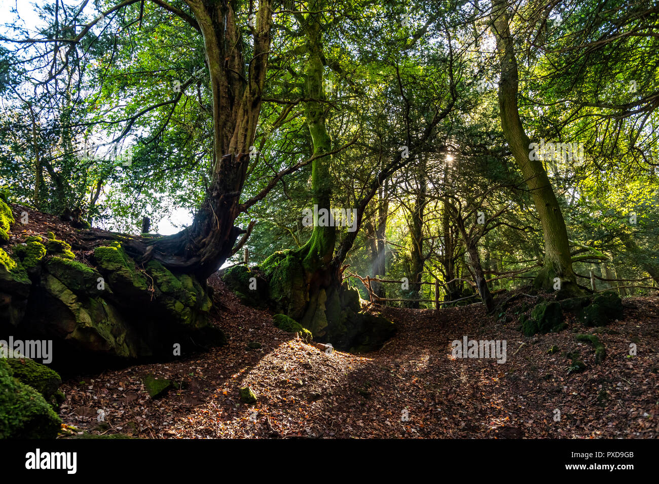Autumn at Puzzlewood visitor attraction. Forest of Dean ...