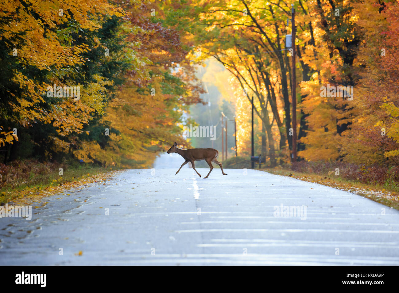 Doe crossing the road hi-res stock photography and images - Alamy