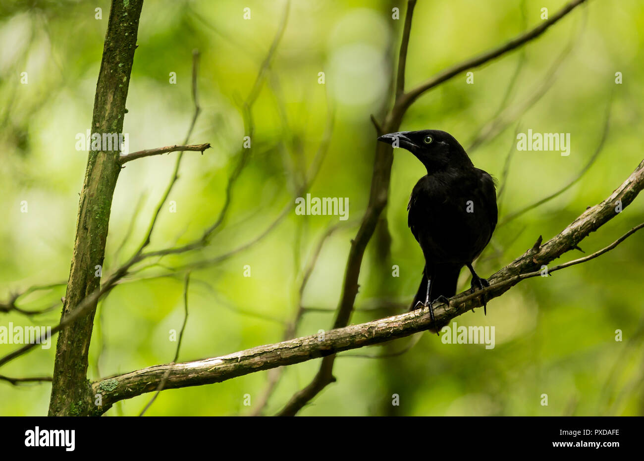 Raven photography hi-res stock photography and images - Alamy