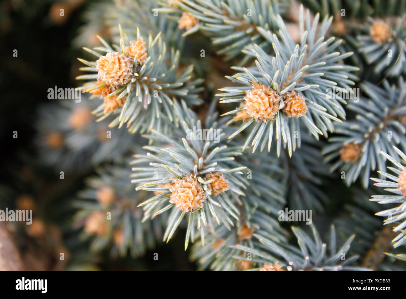 Three needle pine hi-res stock photography and images - Alamy