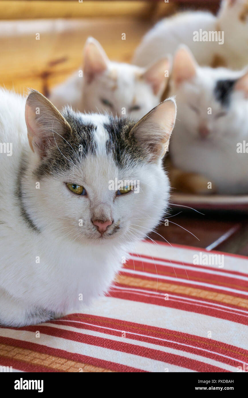 Animal snuggling white hi-res stock photography and images - Alamy