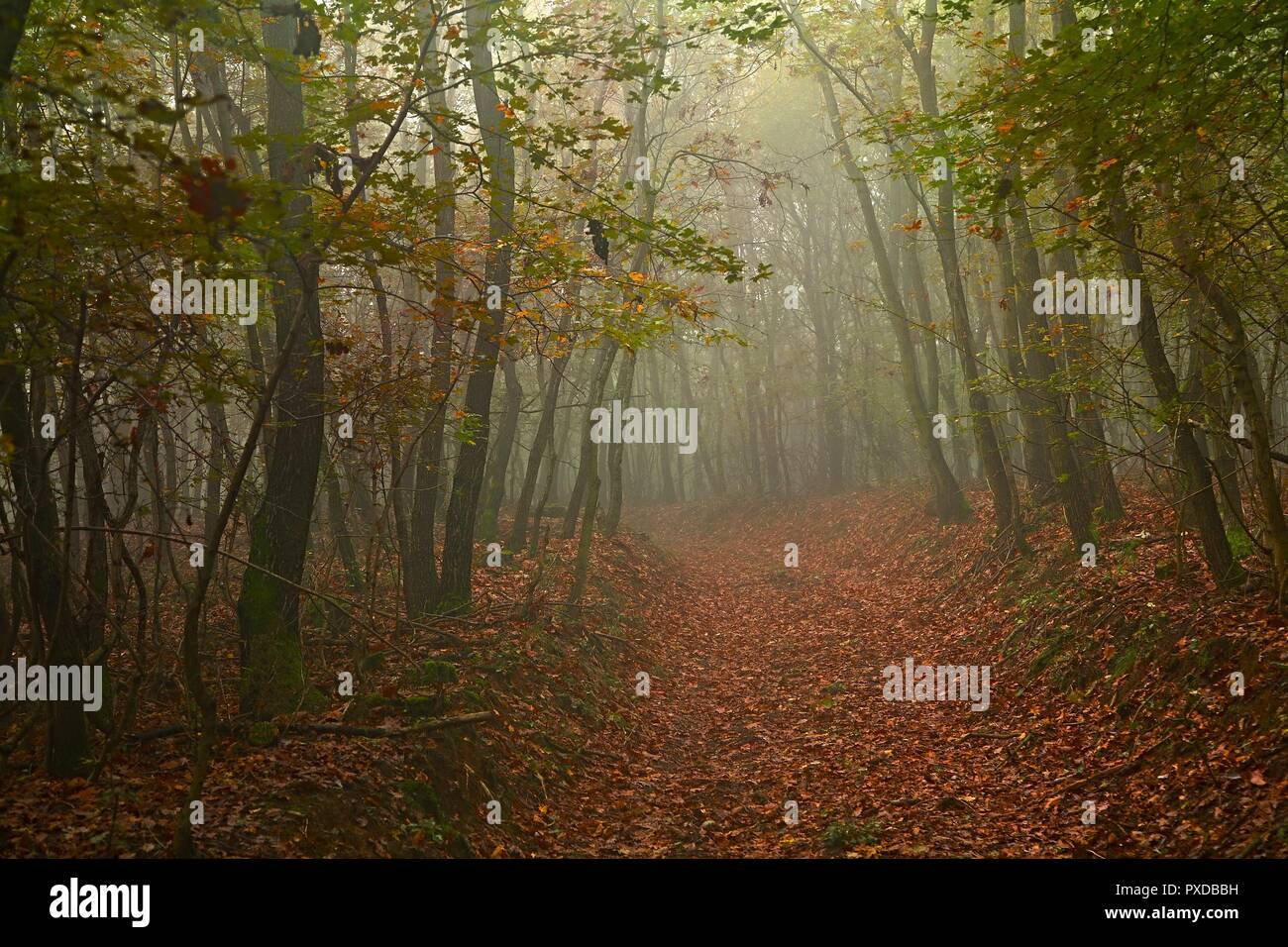 Forest path in mist Stock Photo - Alamy