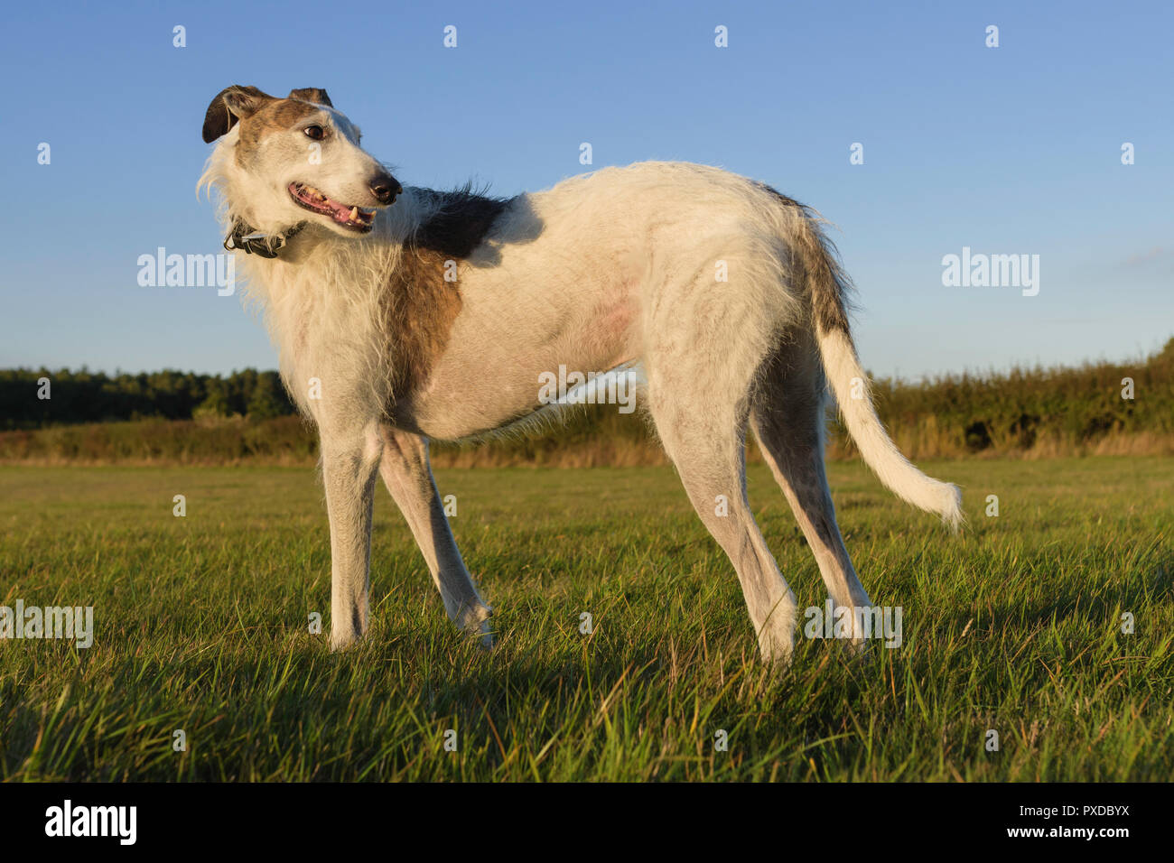 White haired lurcher hi-res stock photography and images - Alamy