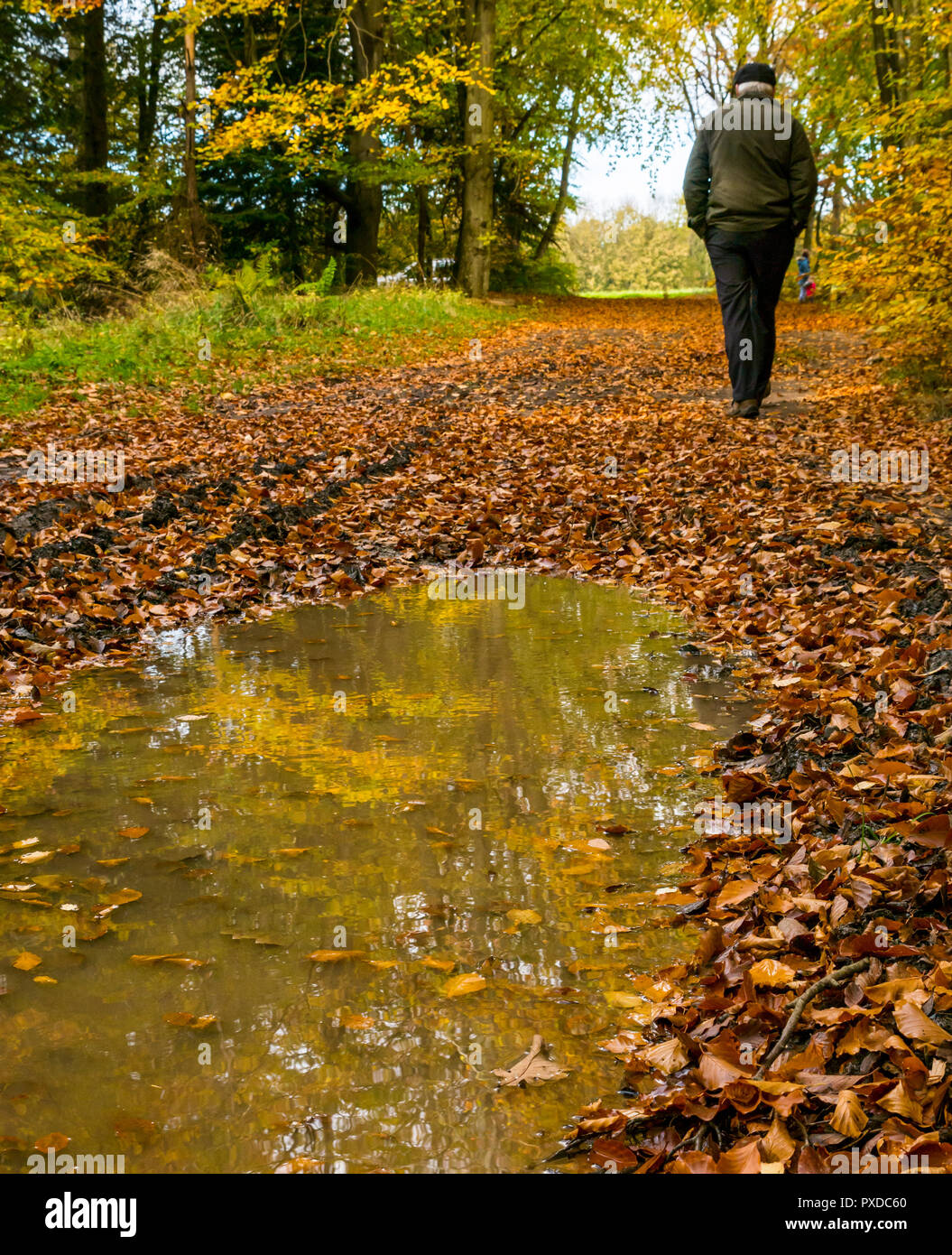 Woodland puddle hi-res stock photography and images - Alamy