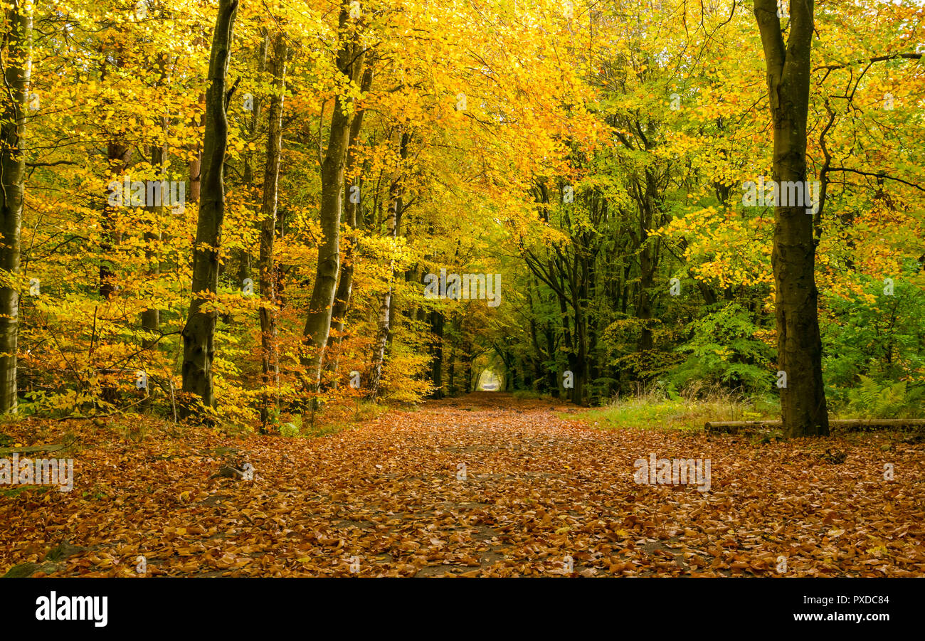 Footpath tree hi-res stock photography and images - Alamy