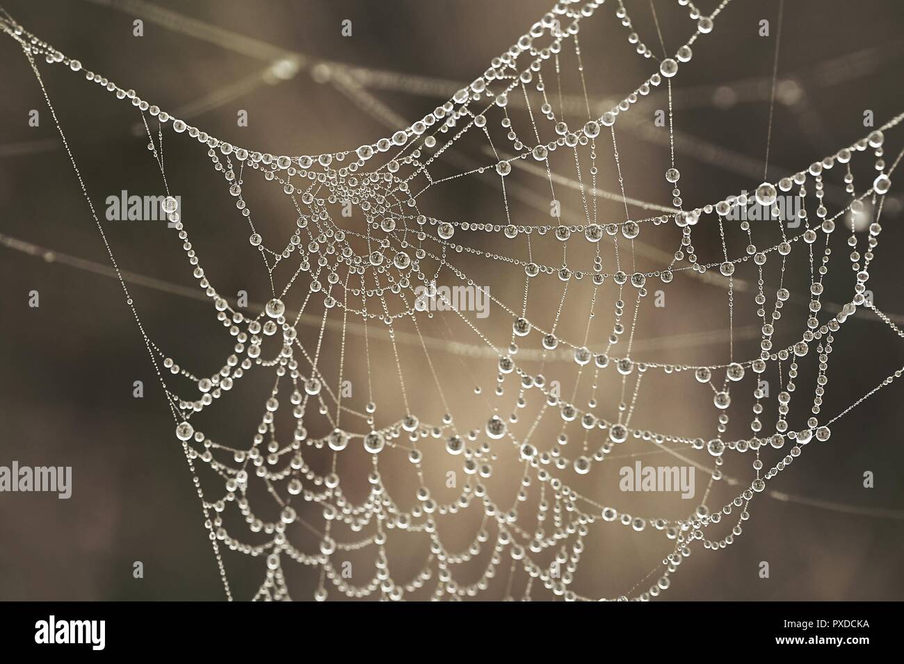 Spider web with water drops Stock Photo - Alamy