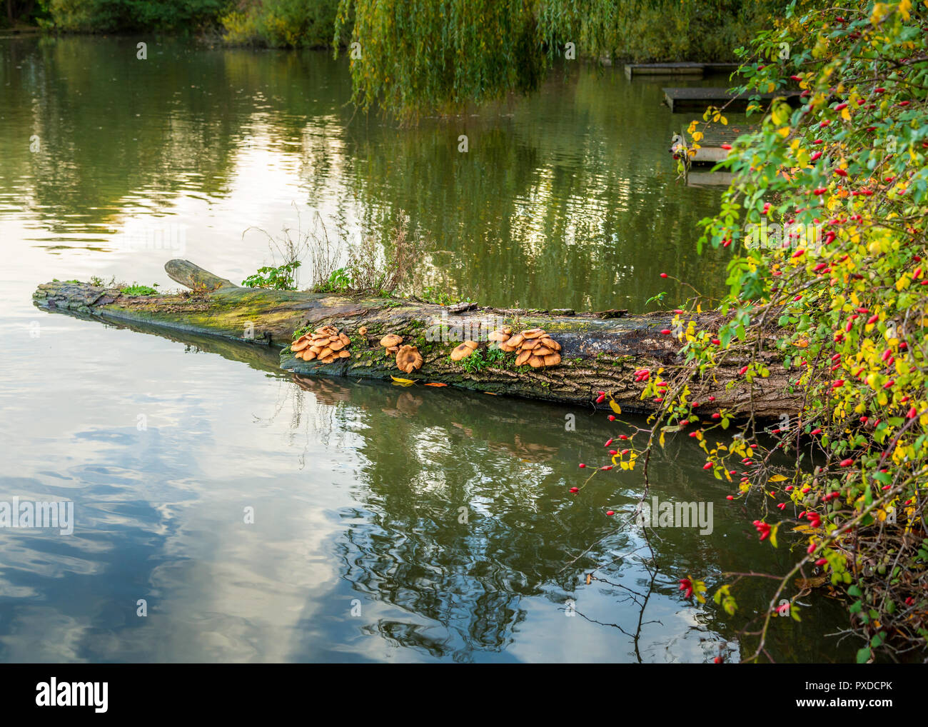 Orange fungi growing on a log in a lake Stock Photo - Alamy