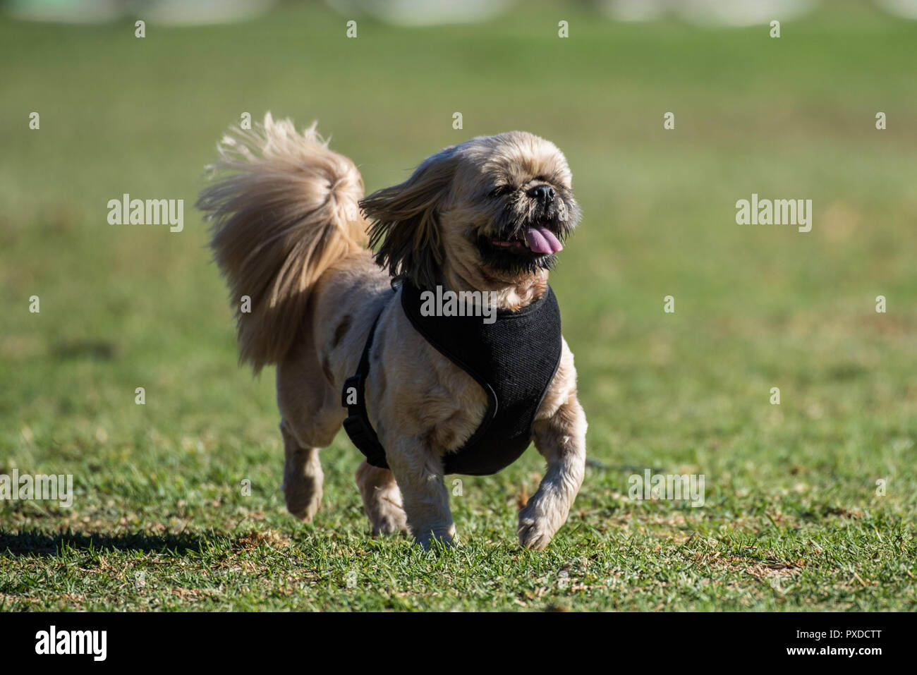Poised and adorable little dog prancing across the park grass wearing a ...