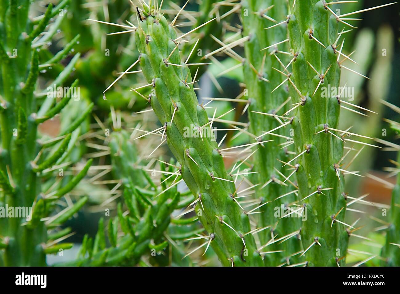 Cactus plant detail Stock Photo - Alamy