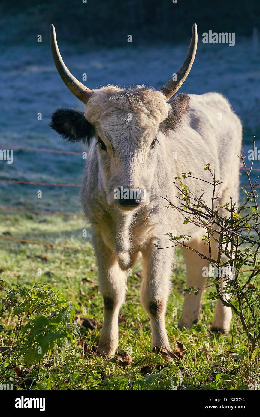 Hungarian Grey Cattle Stock Photo - Alamy