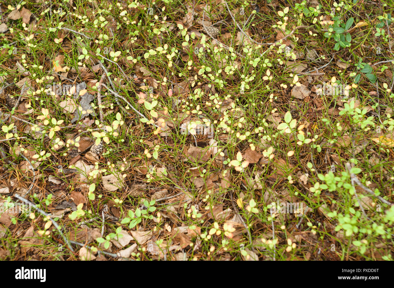 Ground surface hi-res stock photography and images - Alamy