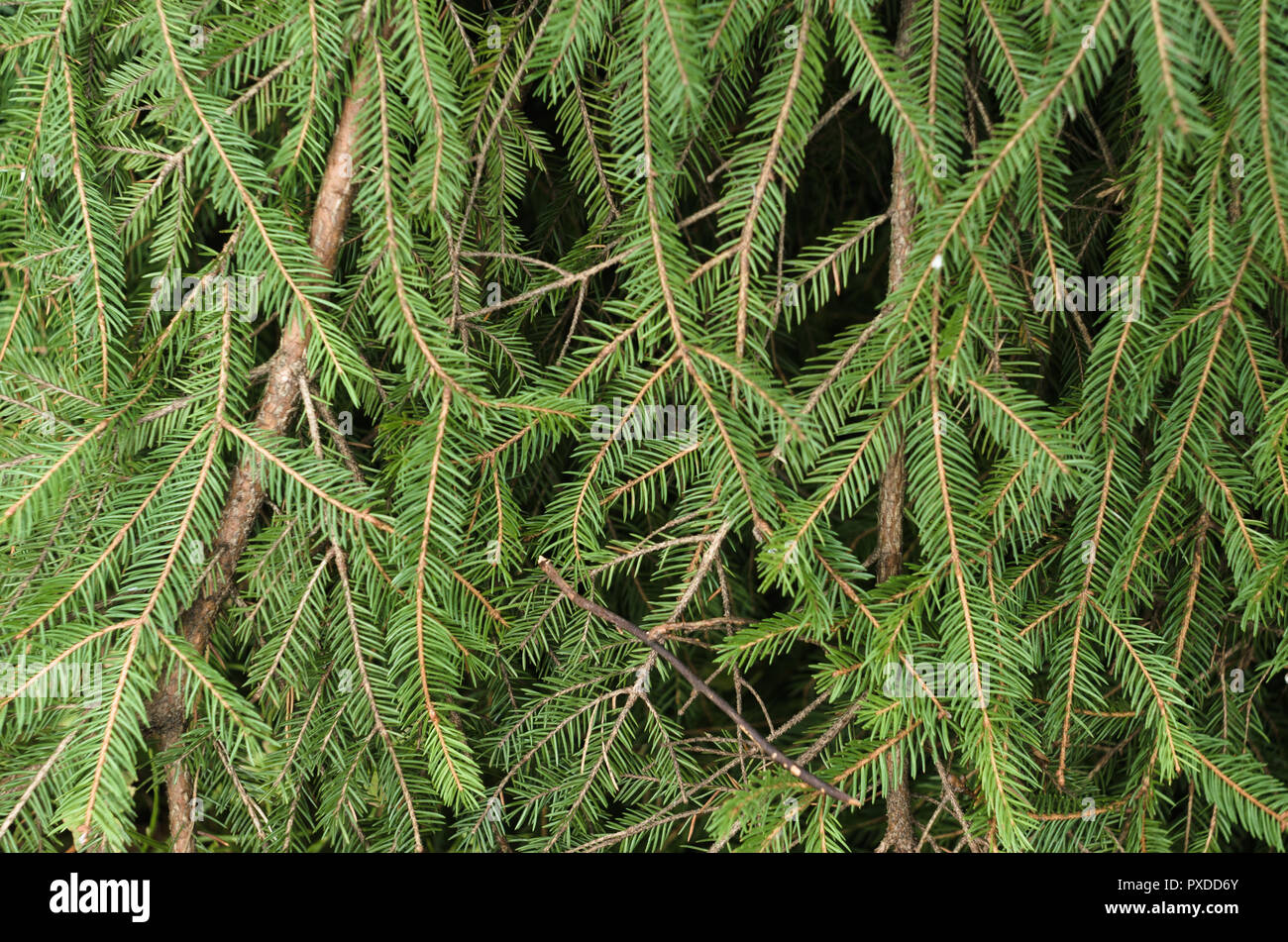 Foliage of Norway spruce Stock Photo - Alamy