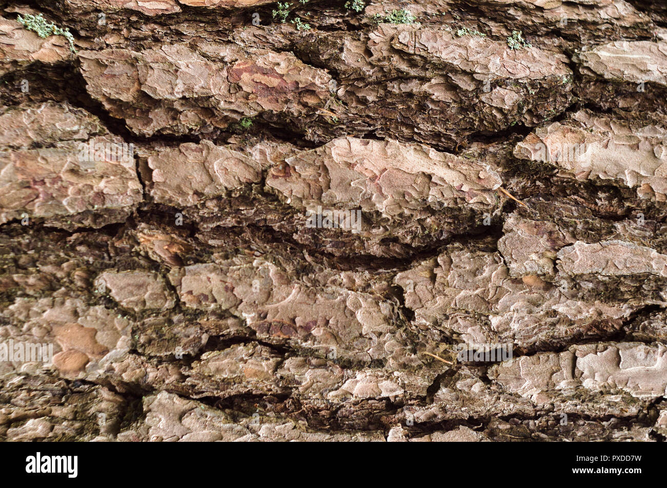 Bark of a pine tree Stock Photo - Alamy
