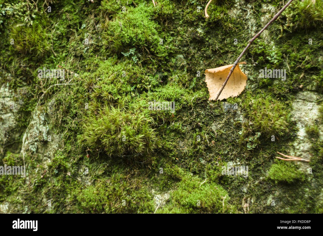 Moss covered rock hi-res stock photography and images - Alamy