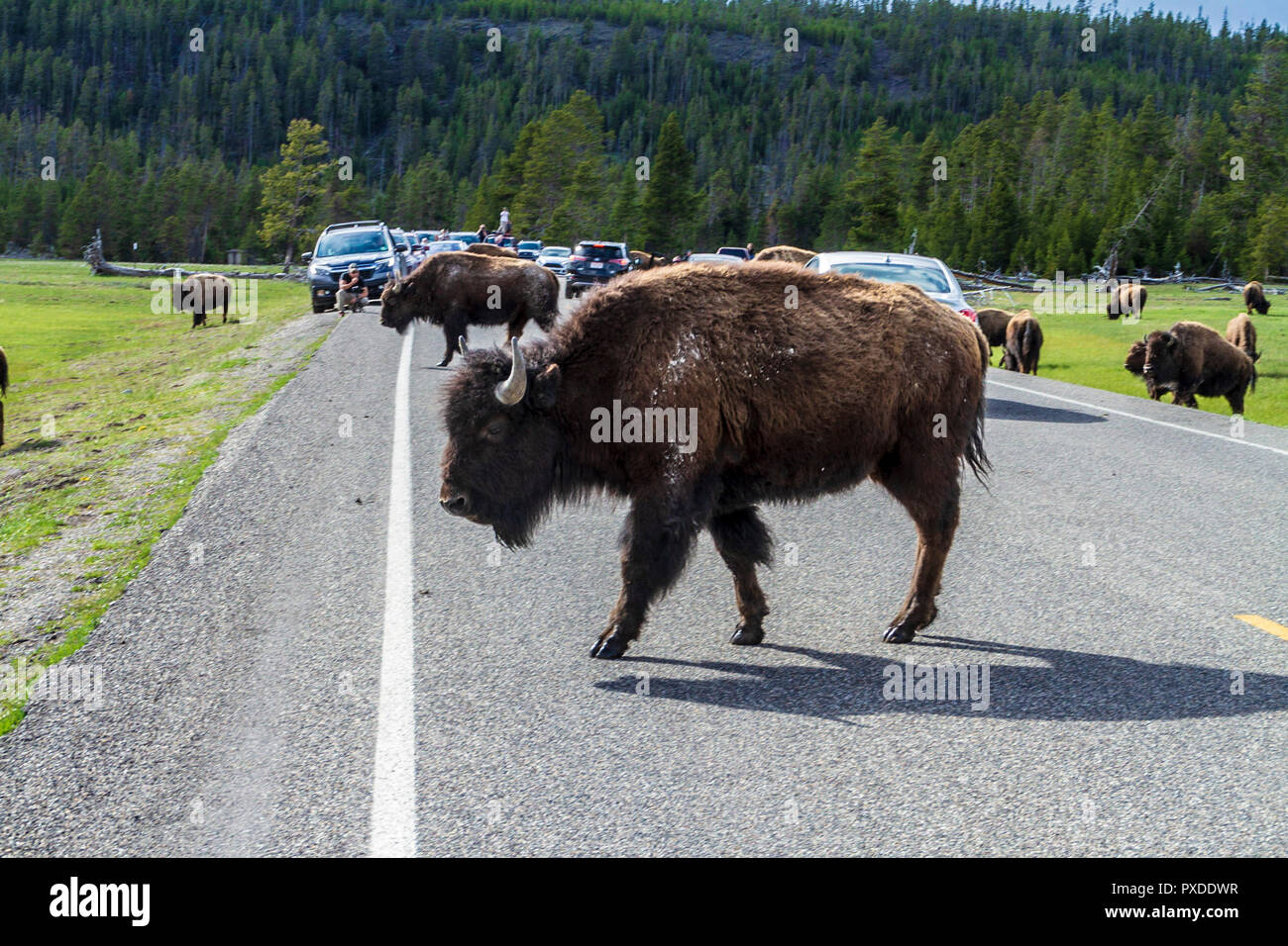 Buffalo road crossing Stock Photo - Alamy