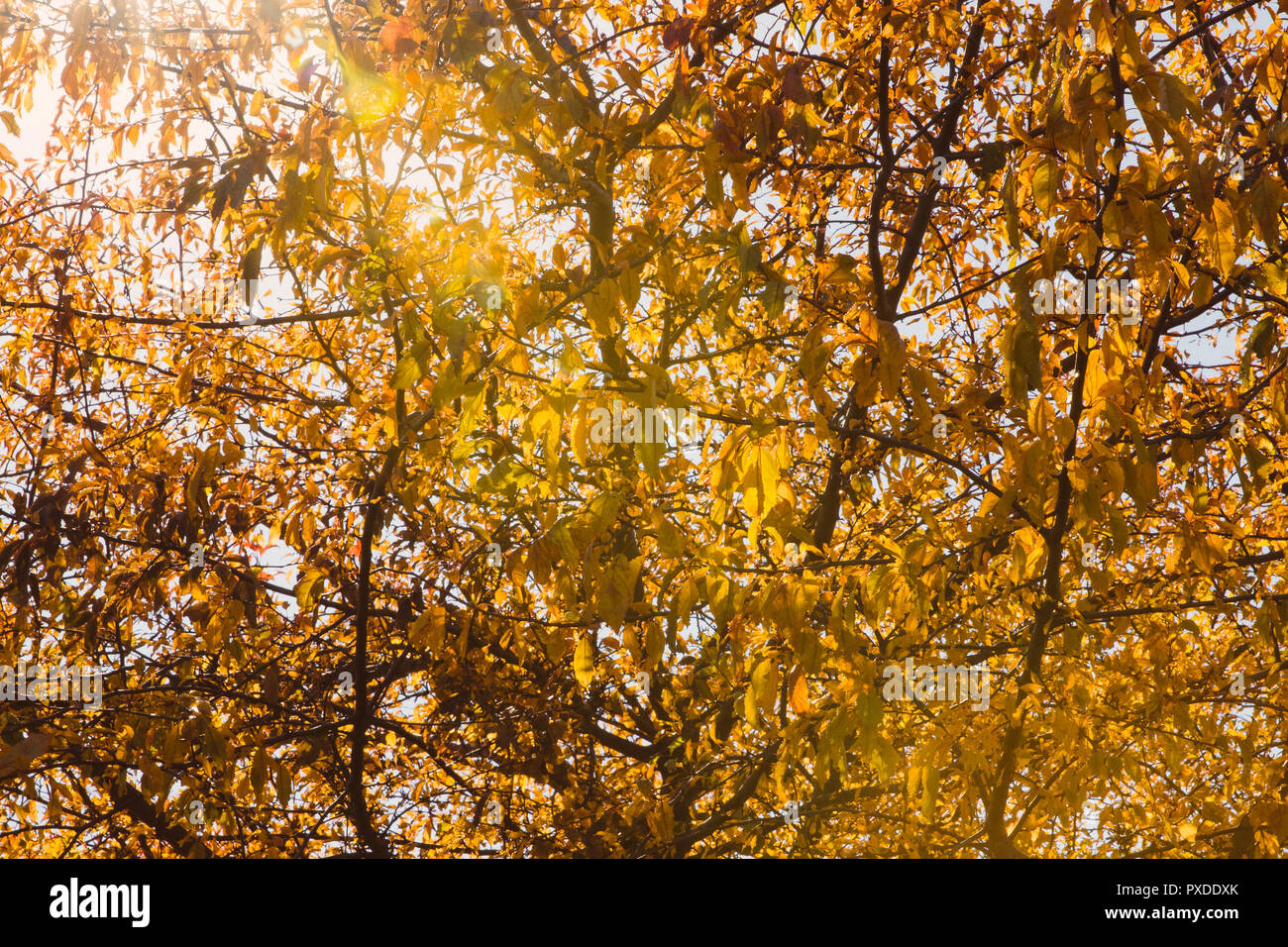FALL LEAVES AUTUMN COLORS LEAVES AND TREES, RED YELLOW AND GREEN NATURE ...