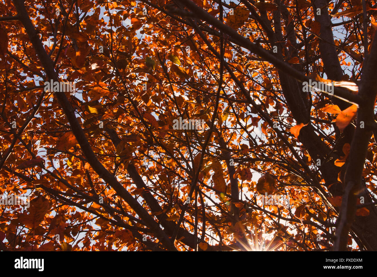 Aspen tree photos hi-res stock photography and images - Alamy
