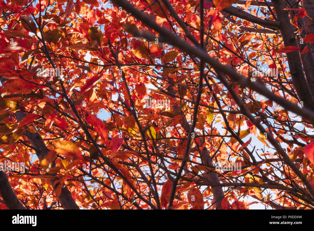 FALL LEAVES AUTUMN COLORS LEAVES AND TREES, RED YELLOW AND GREEN NATURE ...