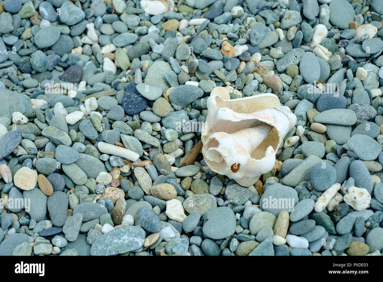 White Sea-Shell on a Pebble Beach Stock Photo - Alamy