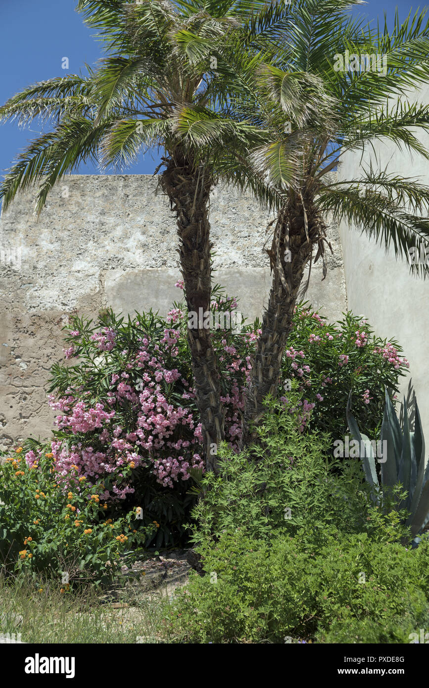 Two palm trees among flowers in a small garden. Dwie palmy wśród ...