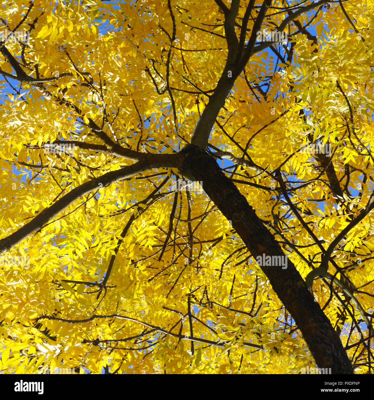 gold colored ash tree in sunlight, seen from below, full framed Stock ...