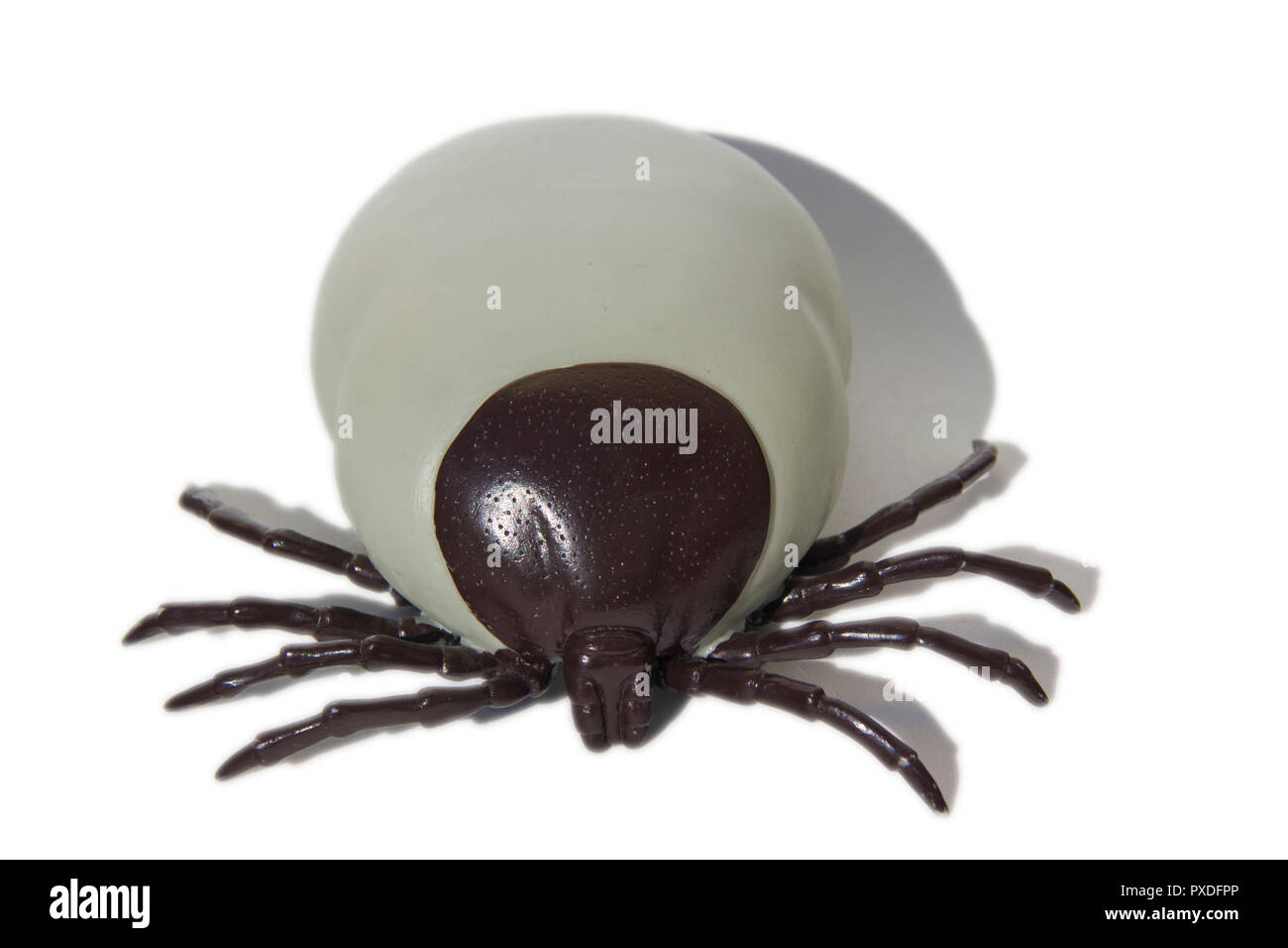 Large artificial Encephalitis tick on white isolated background Stock ...