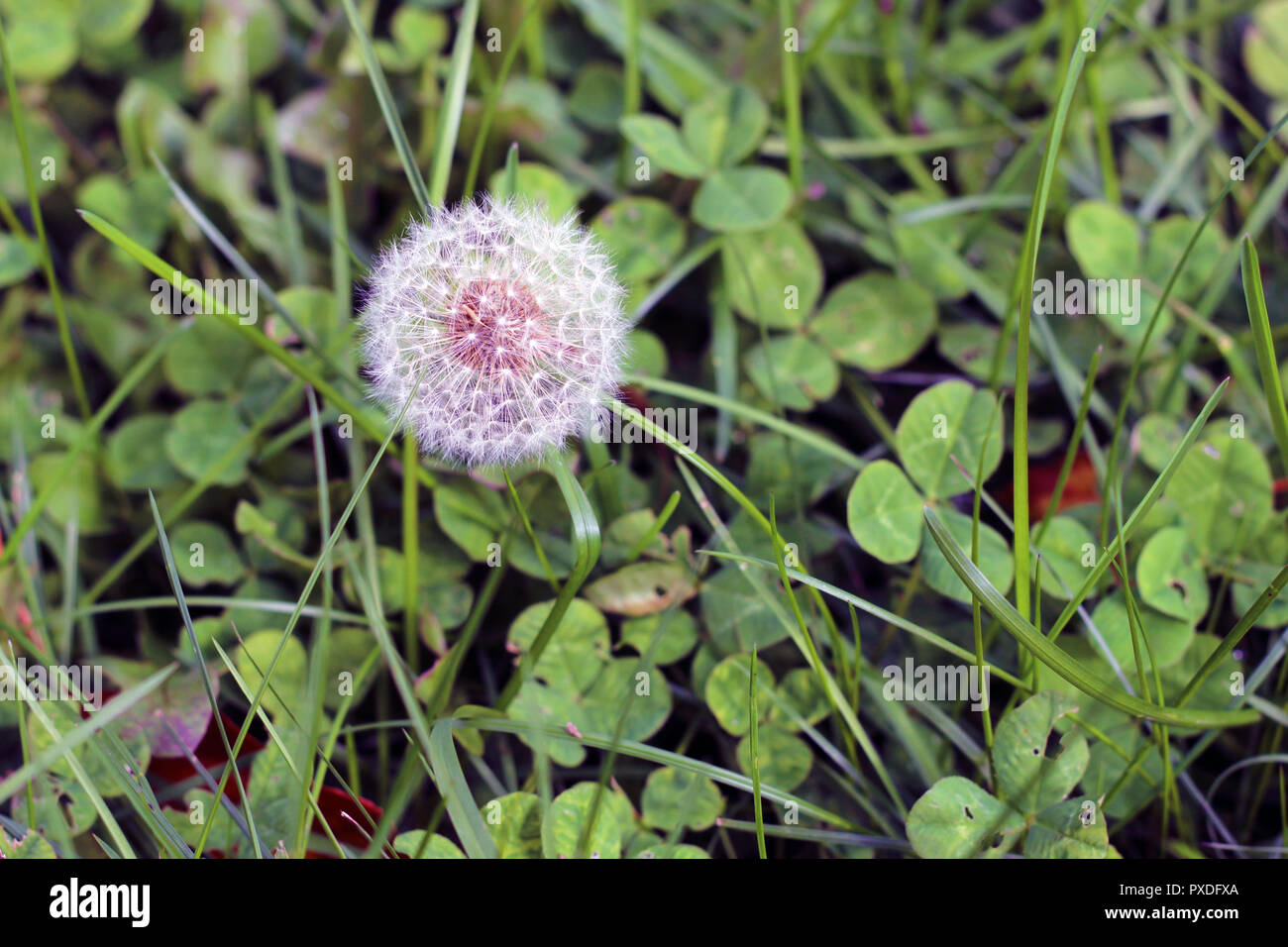 Dandelion Weed Flower Seed Ball in the Garden Stock Photo - Alamy