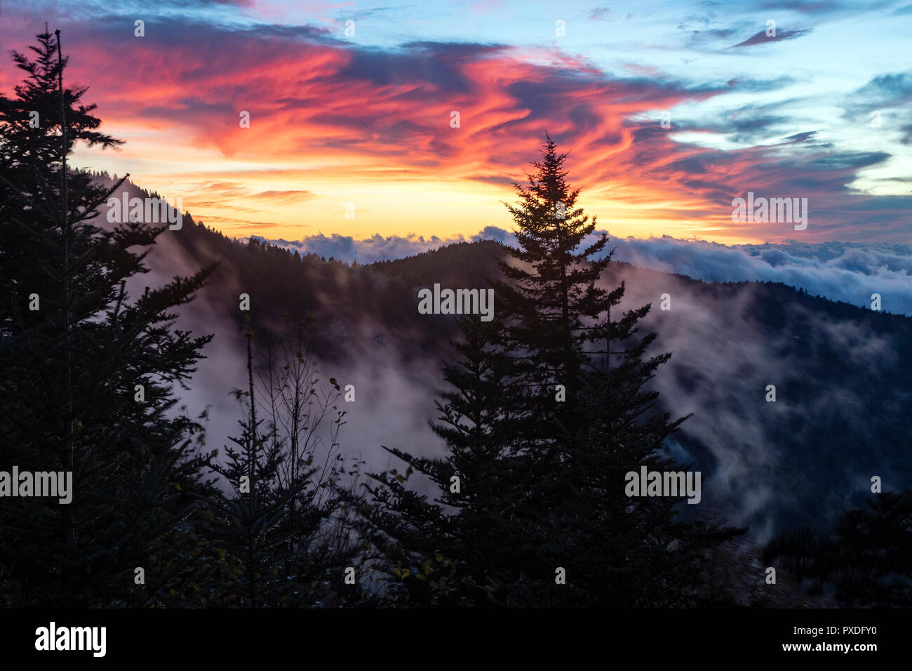 Plott balsams hi-res stock photography and images - Alamy