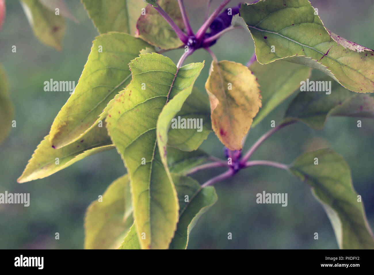 Leaves of an Apple Tree in Autumn Stock Photo - Alamy