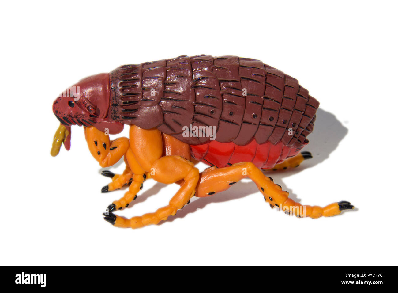 flea on white isolated background Stock Photo - Alamy