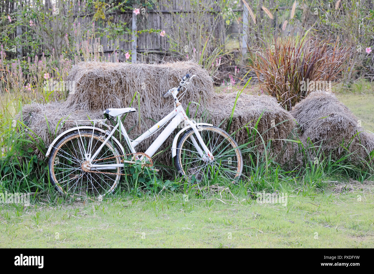 Old white bicycle is laying on the hey in the countryside farm Stock ...