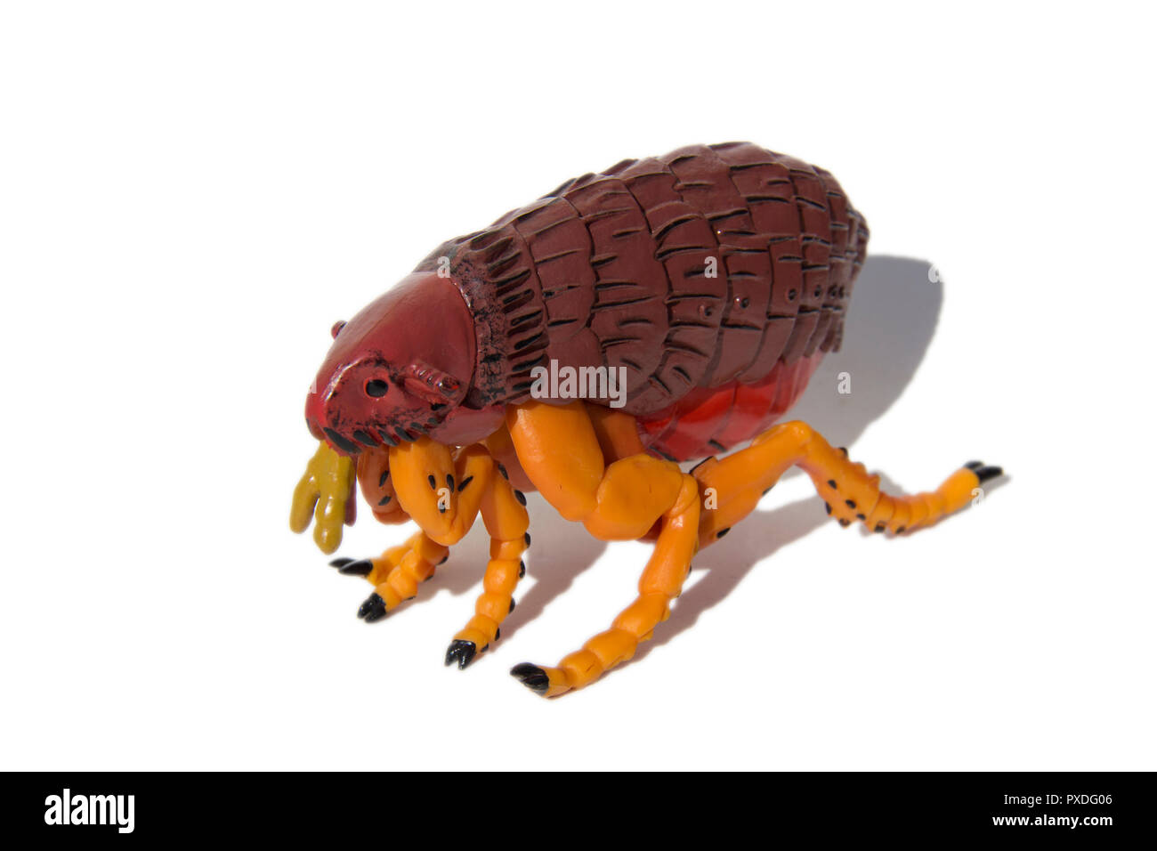 flea on white isolated background Stock Photo - Alamy