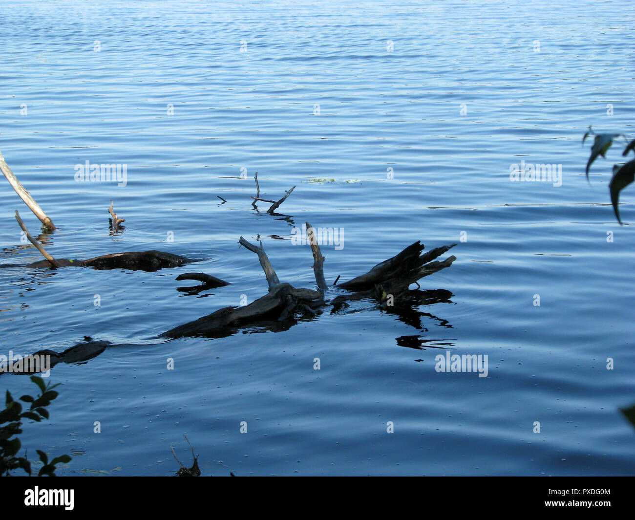 Branches of a Submerged Fallen Tree In the Nearby Lake Stock Photo - Alamy
