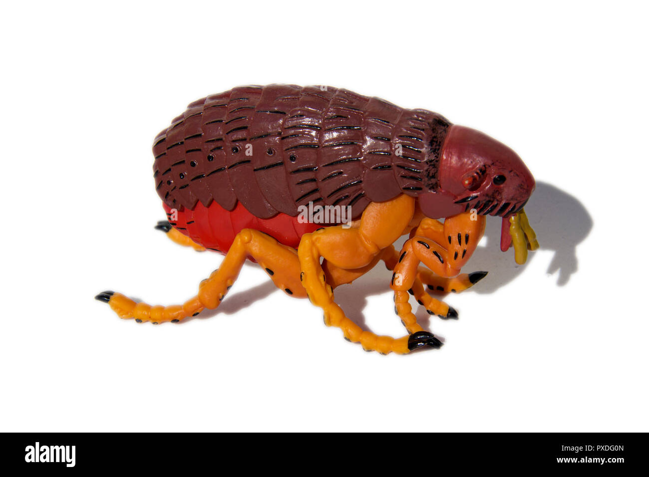 flea on white isolated background Stock Photo - Alamy
