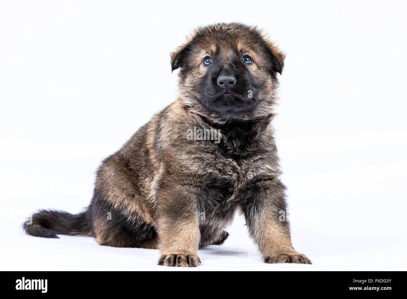 portrait of working line german shepherd puppies Stock Photo - Alamy