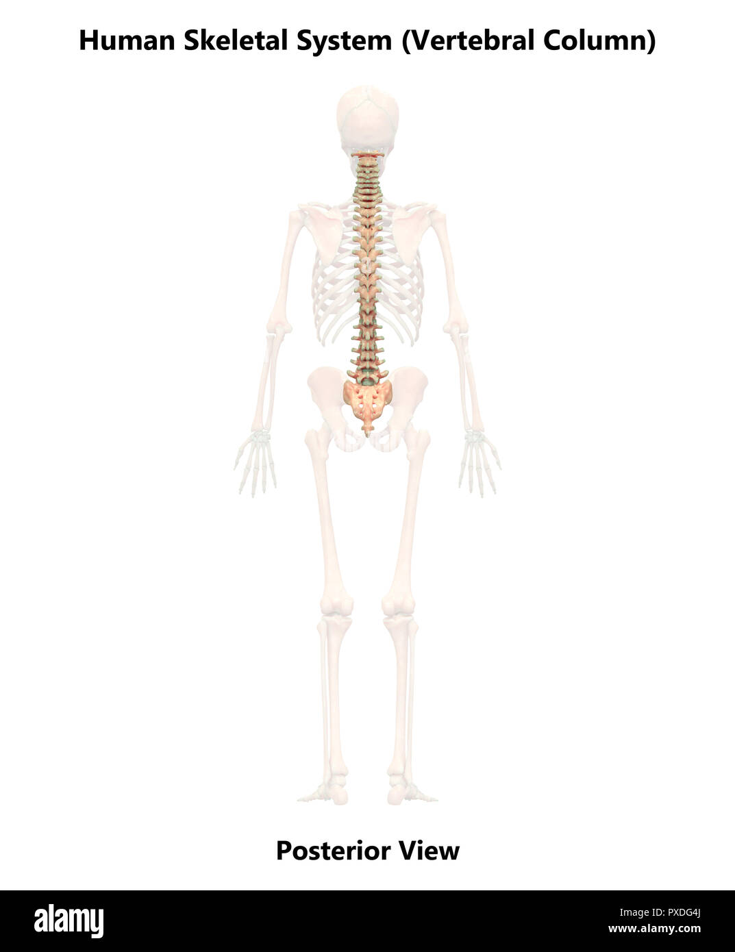Human Skeleton System Vertebral Column Anatomy Stock Photo - Alamy
